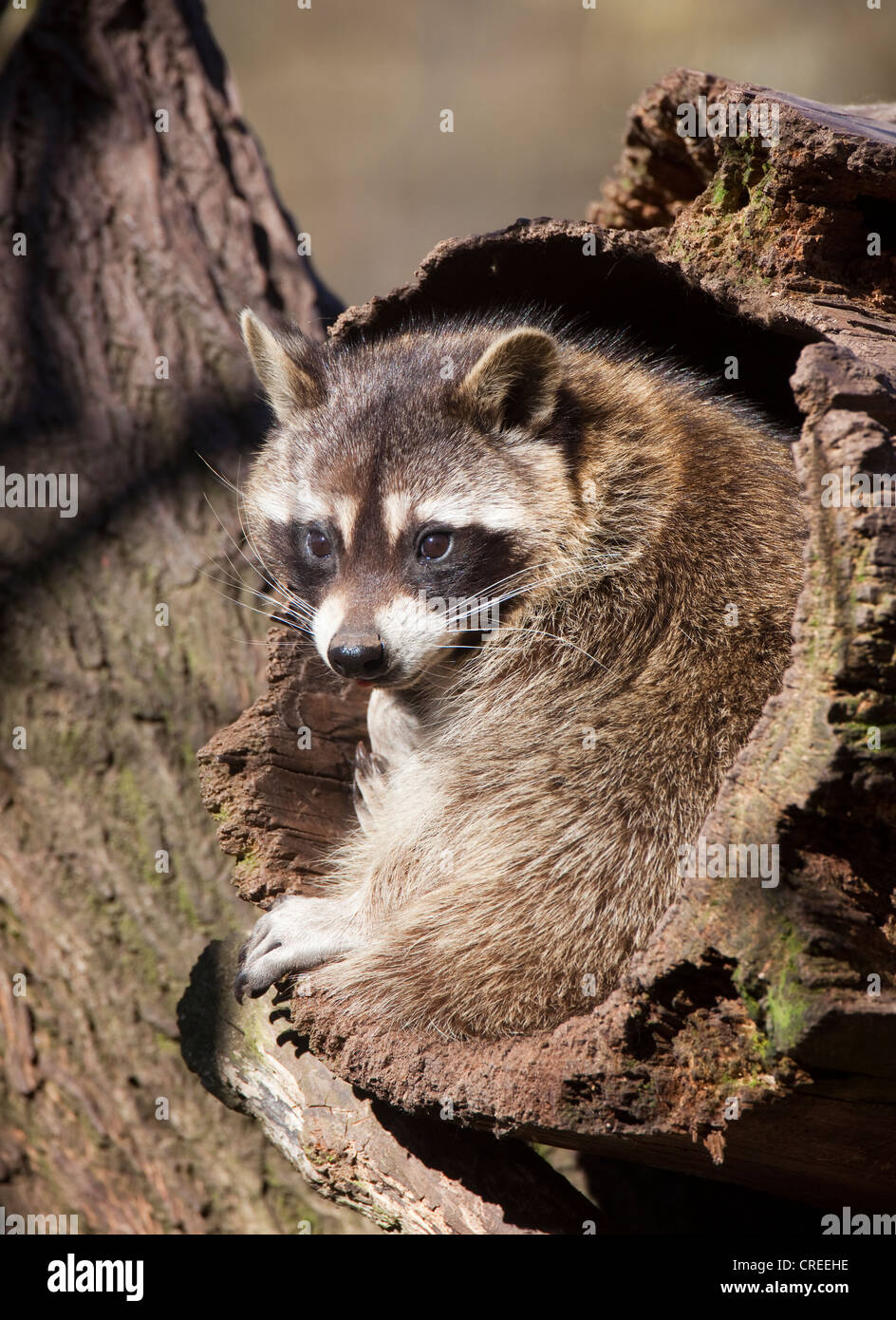 Raccoon (Procyon lotor Stock Photo - Alamy