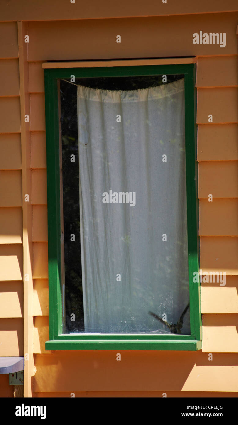 Bird flapping his wings in panic behind window, trapped inside unable ...