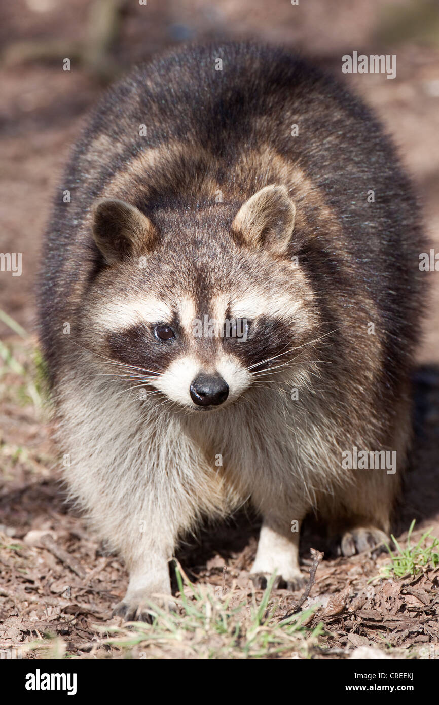 Raccoon (Procyon lotor Stock Photo - Alamy