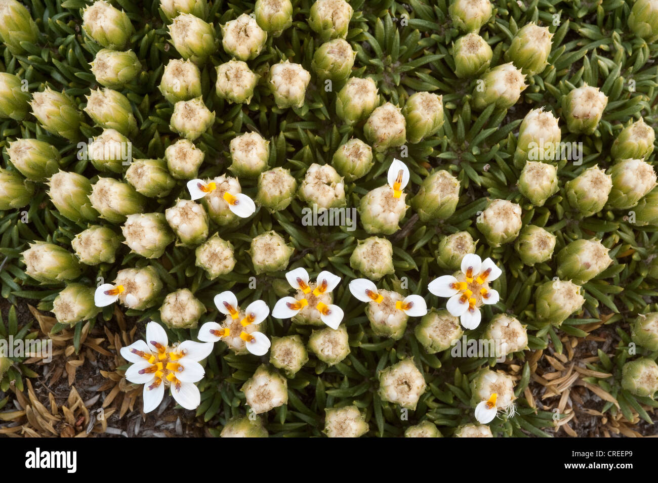 Burkartia lanigera cushion-plant flowers & buds Parque National Monte ...