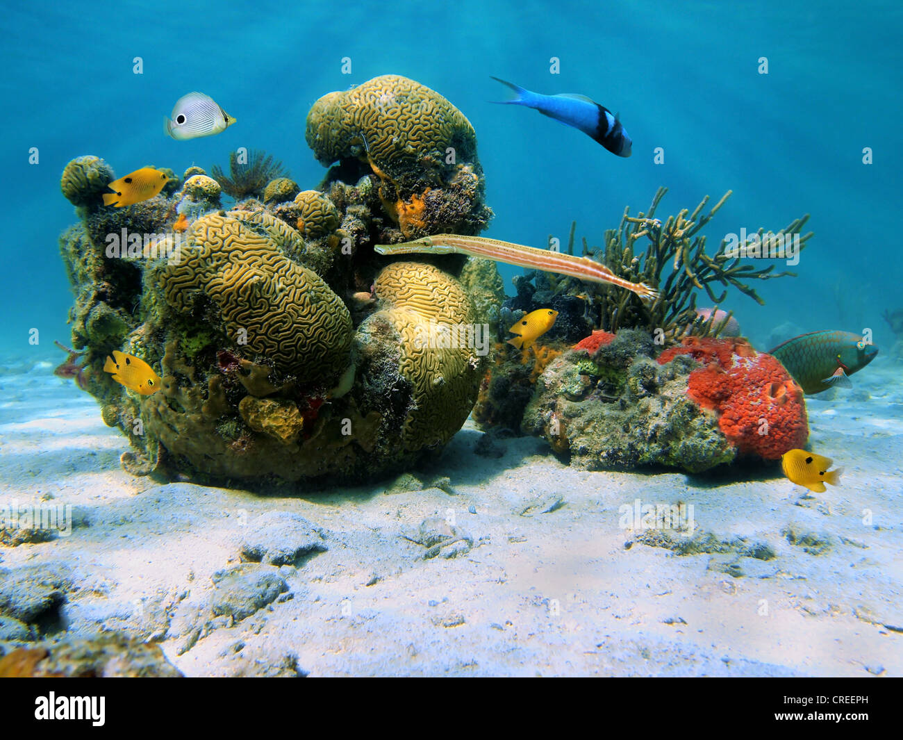 Underwater in the Caribbean sea with brain coral and tropical fish ...