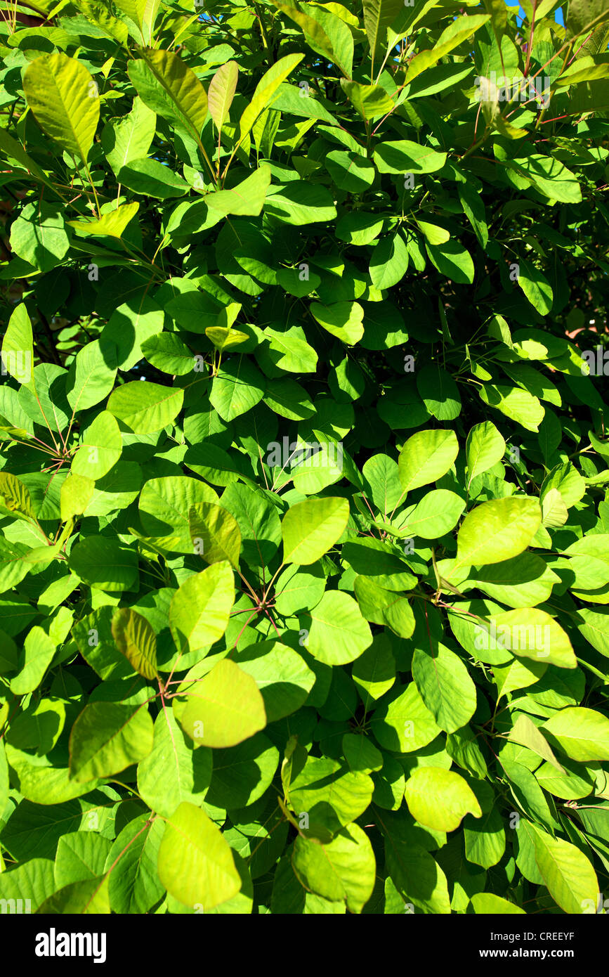Cotinus Coggygria Smoke Bush in the morning sun in a garden in Surrey ...
