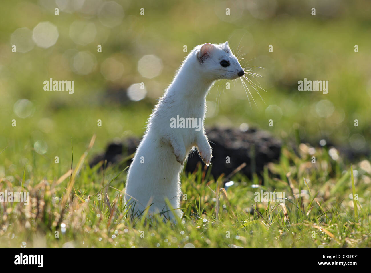 Weasels on white hi-res stock photography and images - Alamy