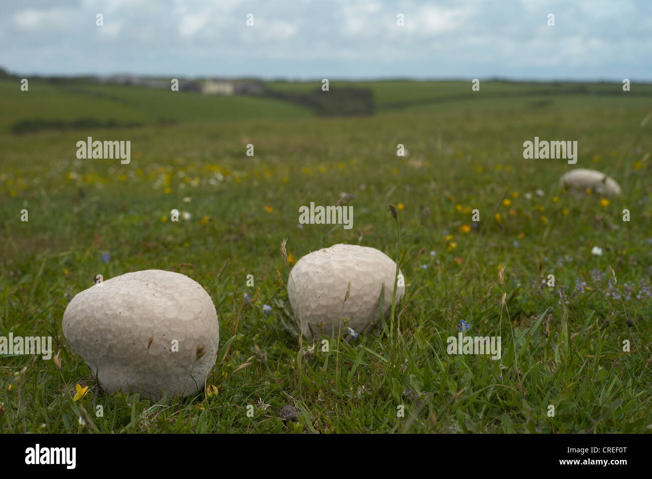 Mosaic puff ball hi-res stock photography and images - Alamy