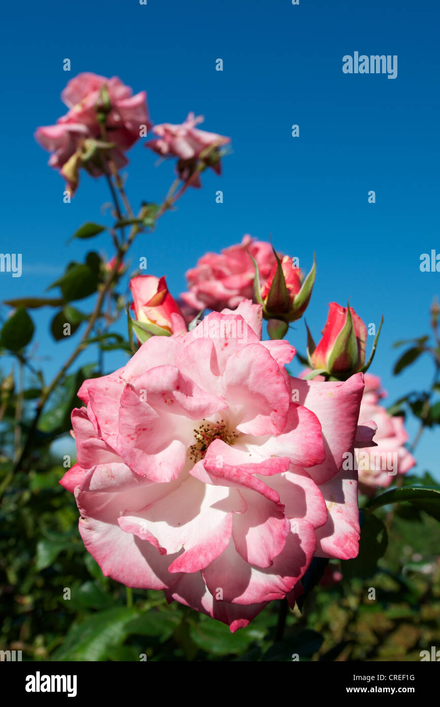 Close-up of Pink and White Rosa Roses Handel in flower in a Surrey ...