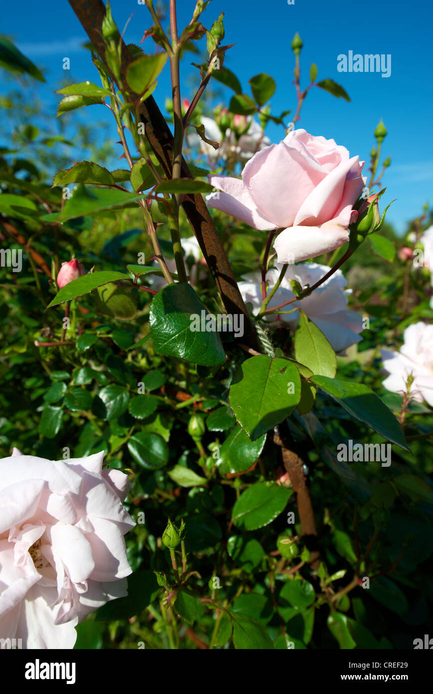 New dawn rose hi-res stock photography and images - Alamy