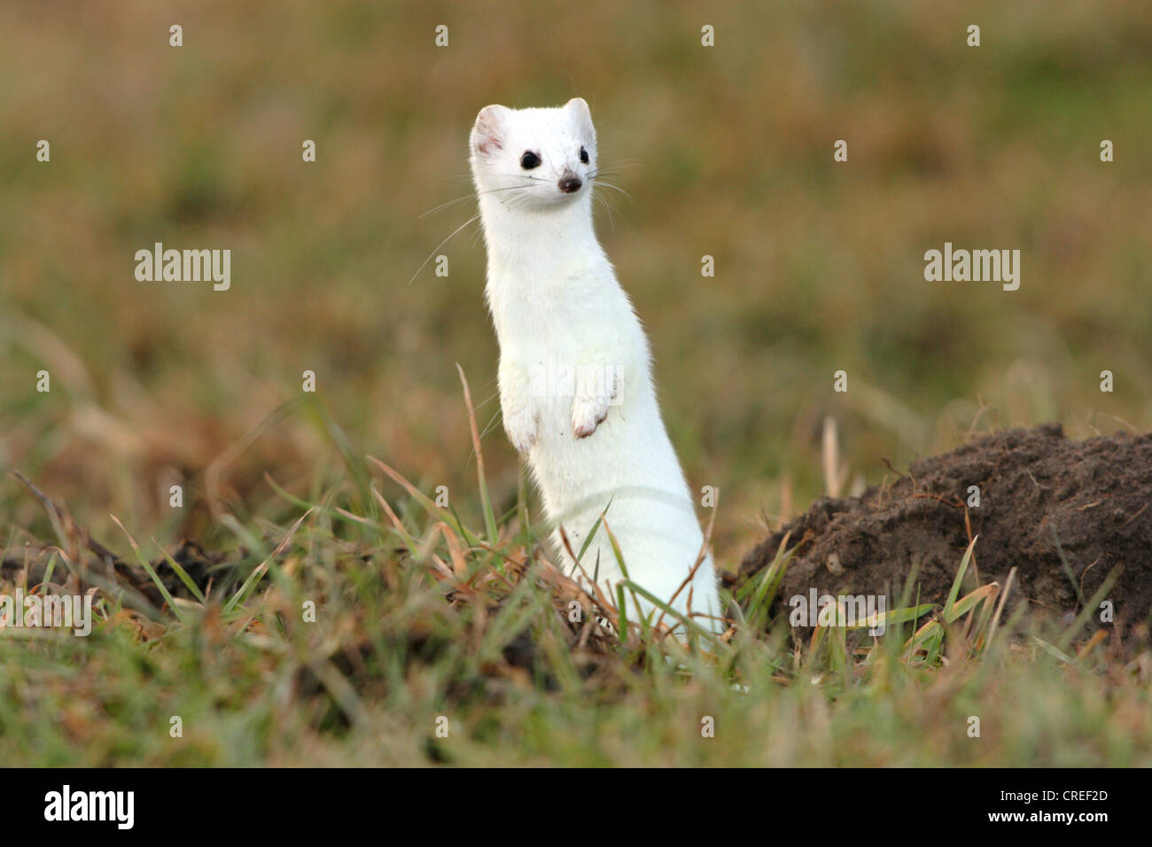 ermine, stoat (Mustela erminea), standing upright in winter fur ...