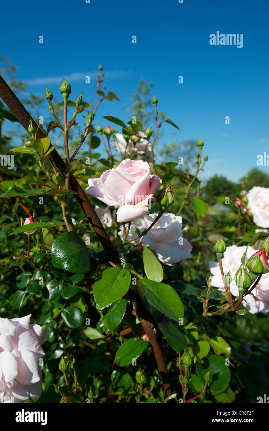 Close-up of Pink Rosa Rose New Dawn in flower on a rose arch in a ...