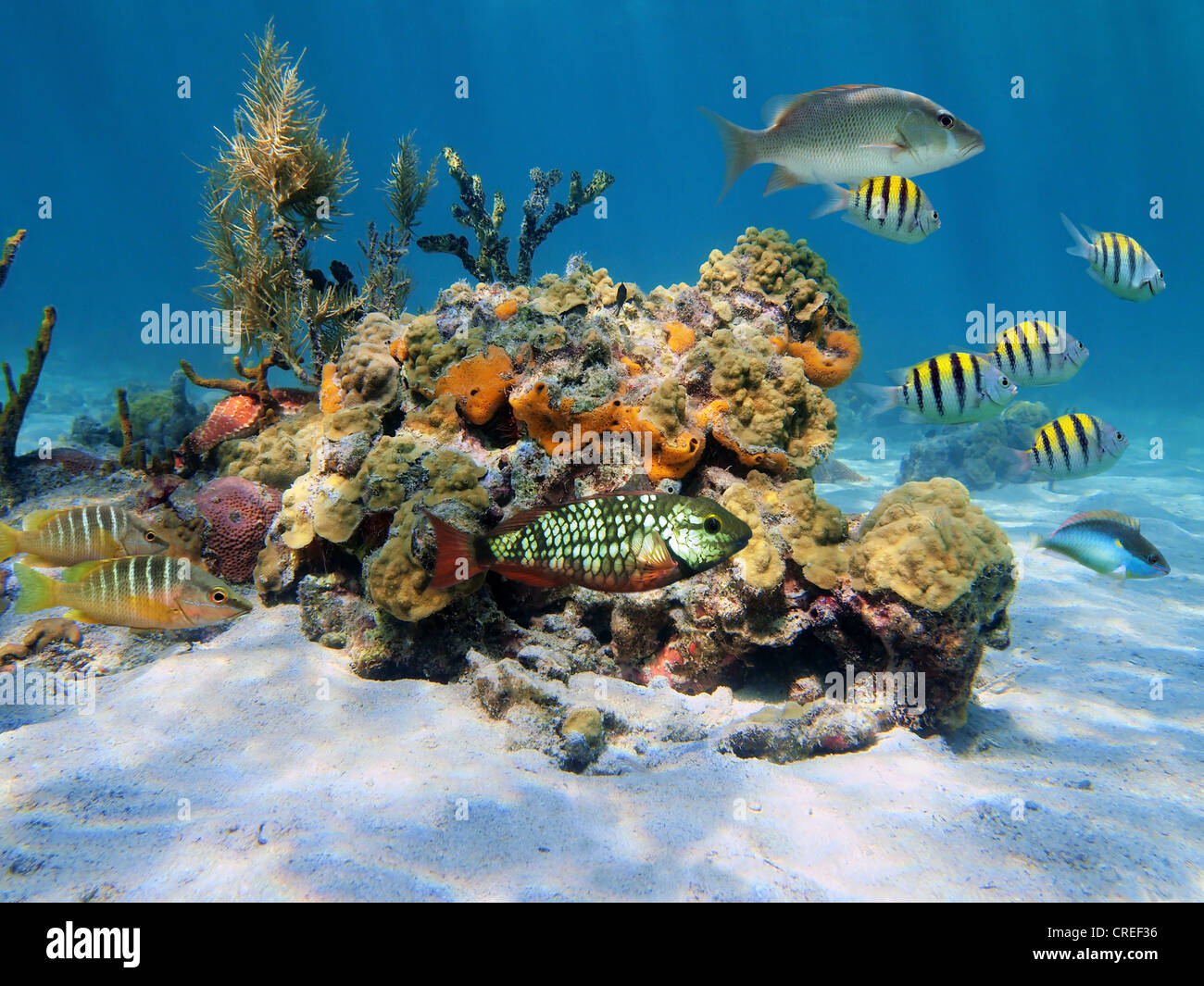 Tropical marine life with fish, coral and sponge underwater in the ...