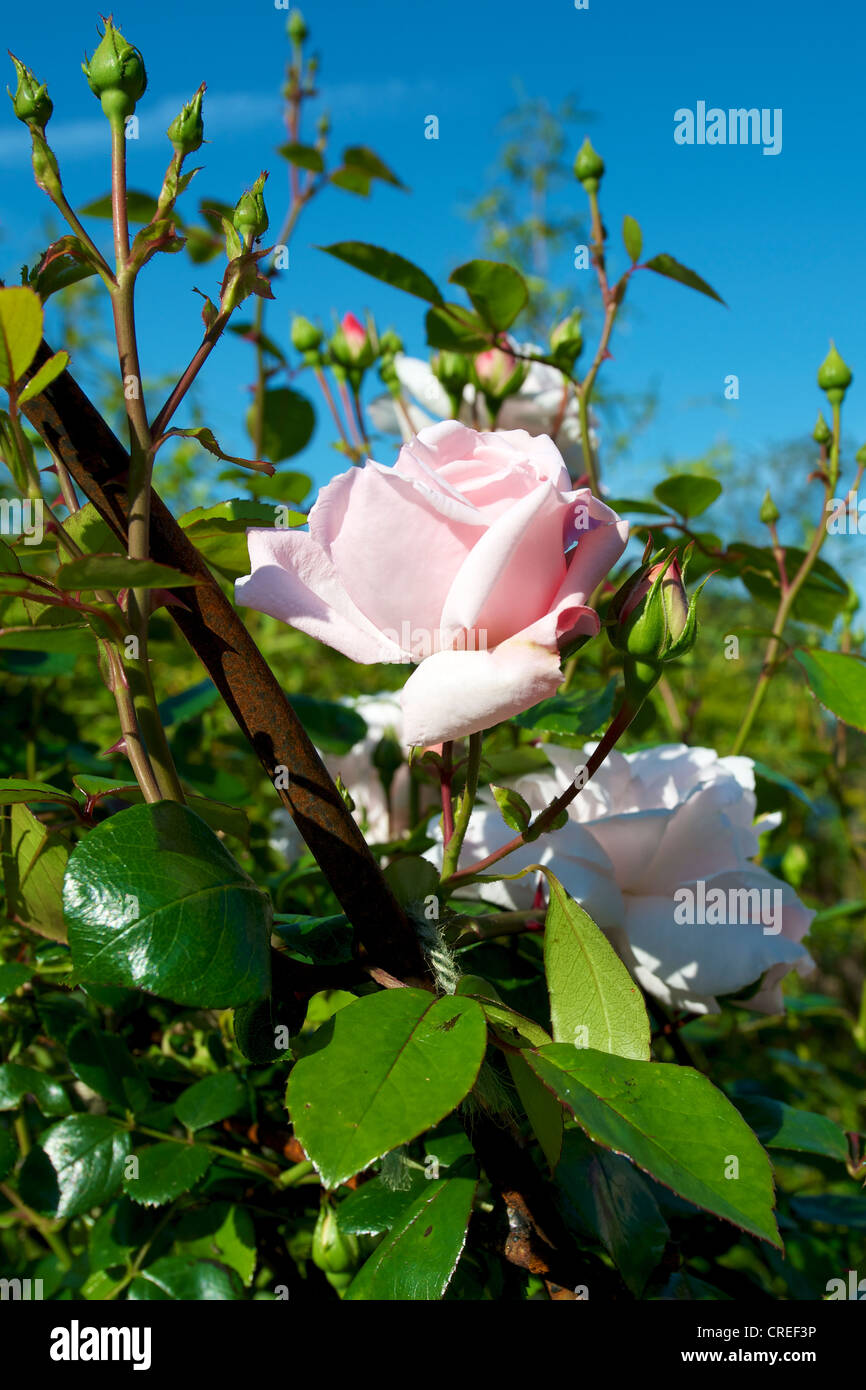 Close-up of Pink Rosa Rose New Dawn in flower on a rose arch in a ...