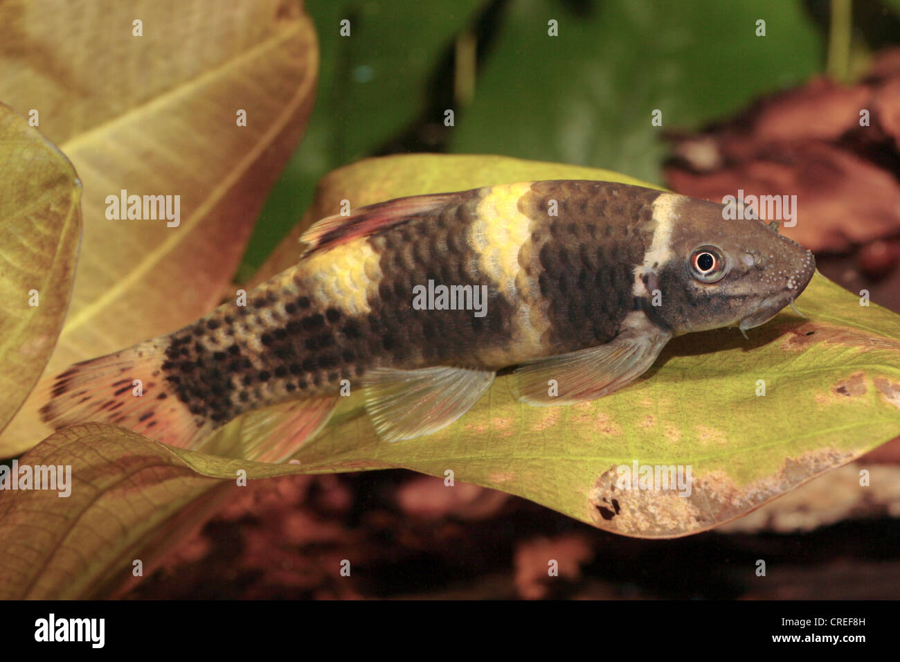 Panda Garra (Garra flavatra), on Echinodurus leaf Stock Photo - Alamy
