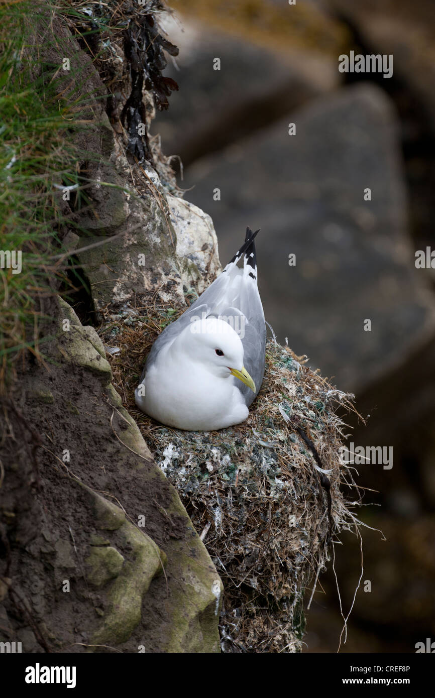 Black-legged Kittiwake Rissa tridactyla adult breeding plumage sitting ...