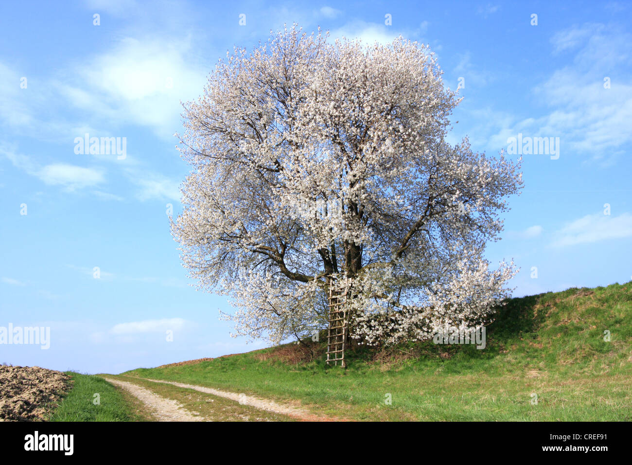 wild cherry, sweet cherry, gean, mazzard (Prunus avium), big flowering ...
