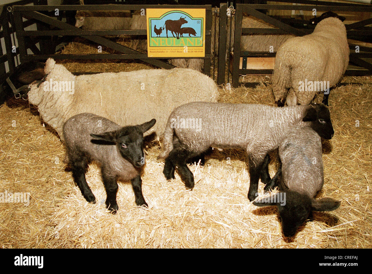 From sheep breeding territory, Green Week Berlin 2001, Germany Stock ...