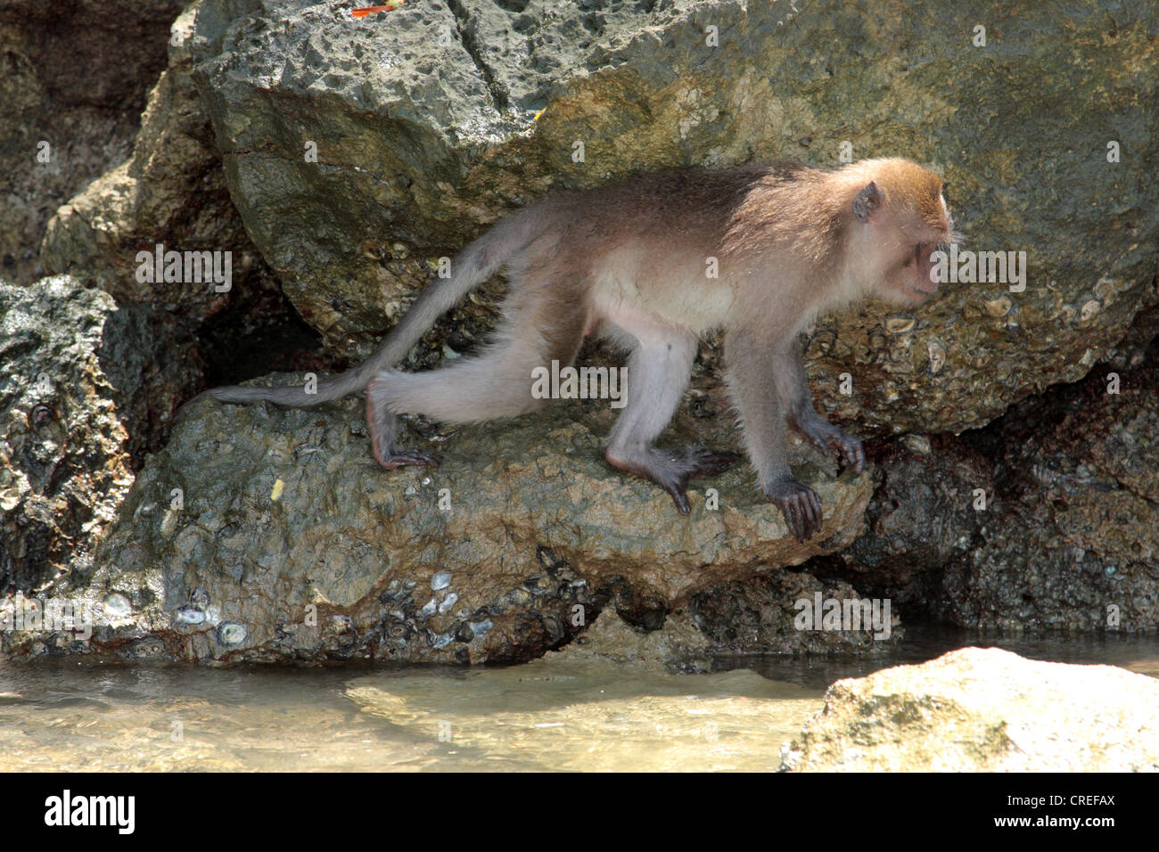 crab-eating macaque, Java macaque (Macaca fascicularis, Macaca irus ...