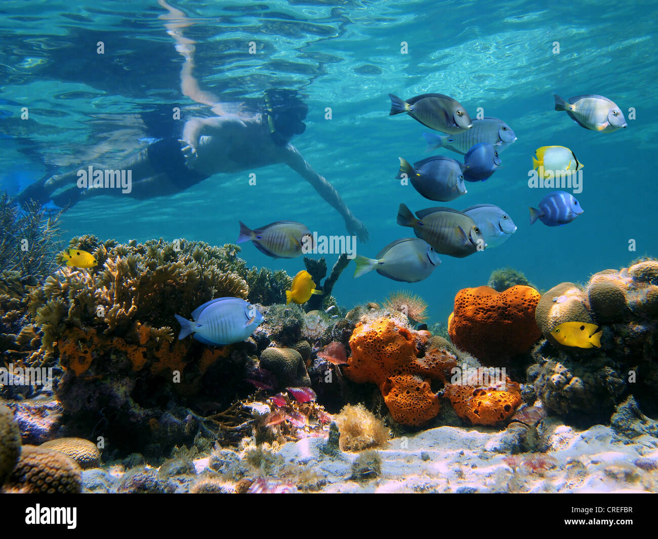 Coral reef snorkeling underwater High Resolution Stock Photography and ...