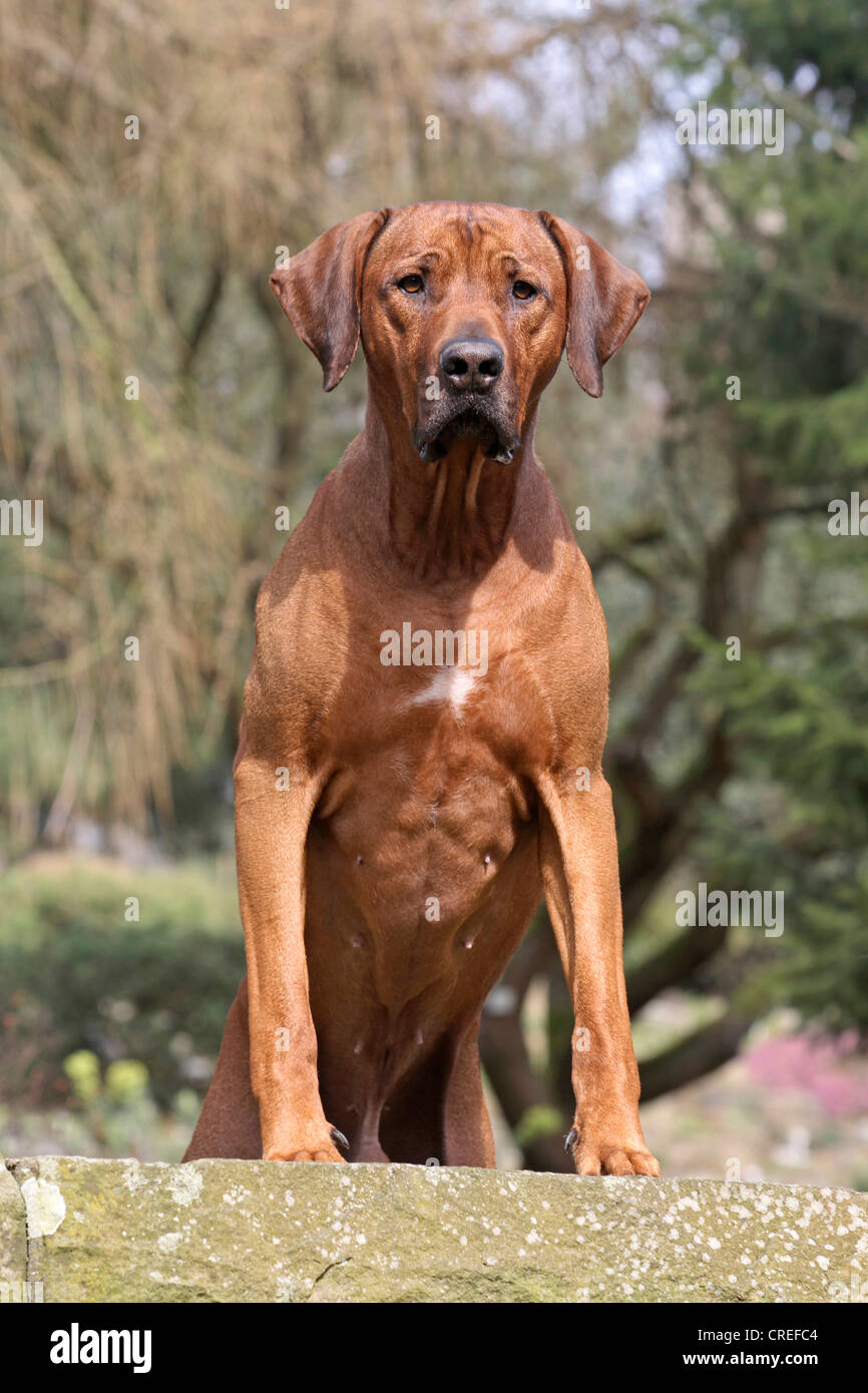 Rhodesian front hi-res stock photography and images - Alamy