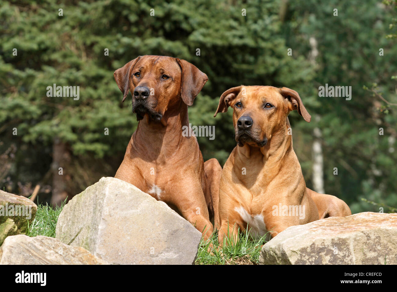 Rhodesian Ridgeback (Canis lupus f. familiaris), two males lying next ...