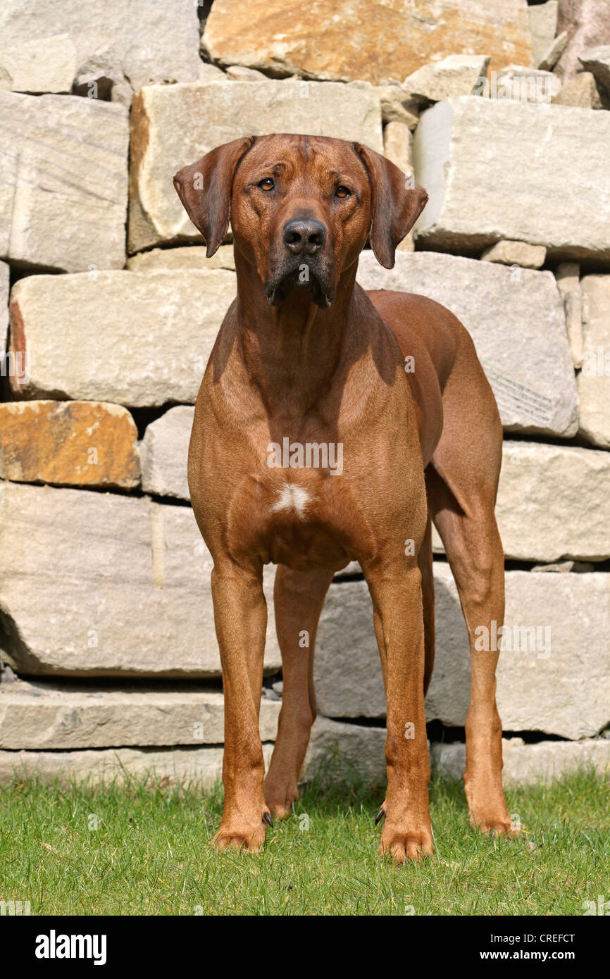 Rhodesian Ridgeback (Canis lupus f. familiaris), male standing in front ...