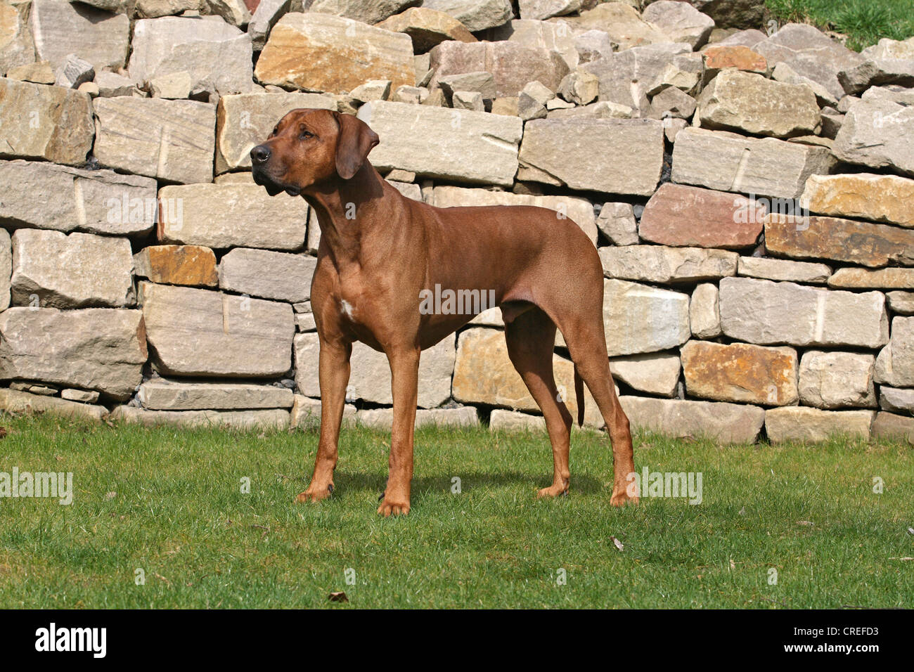 Rhodesian front hi-res stock photography and images - Alamy