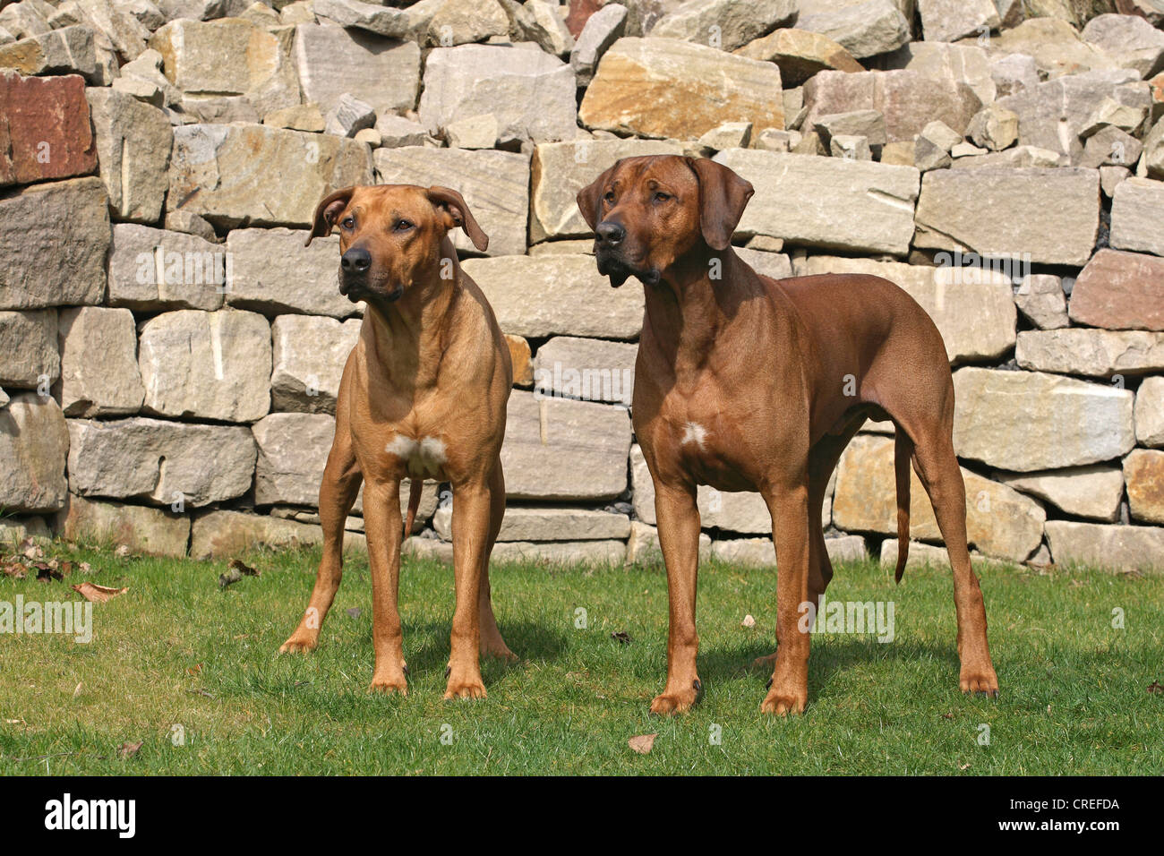 Rhodesian front hi-res stock photography and images - Alamy