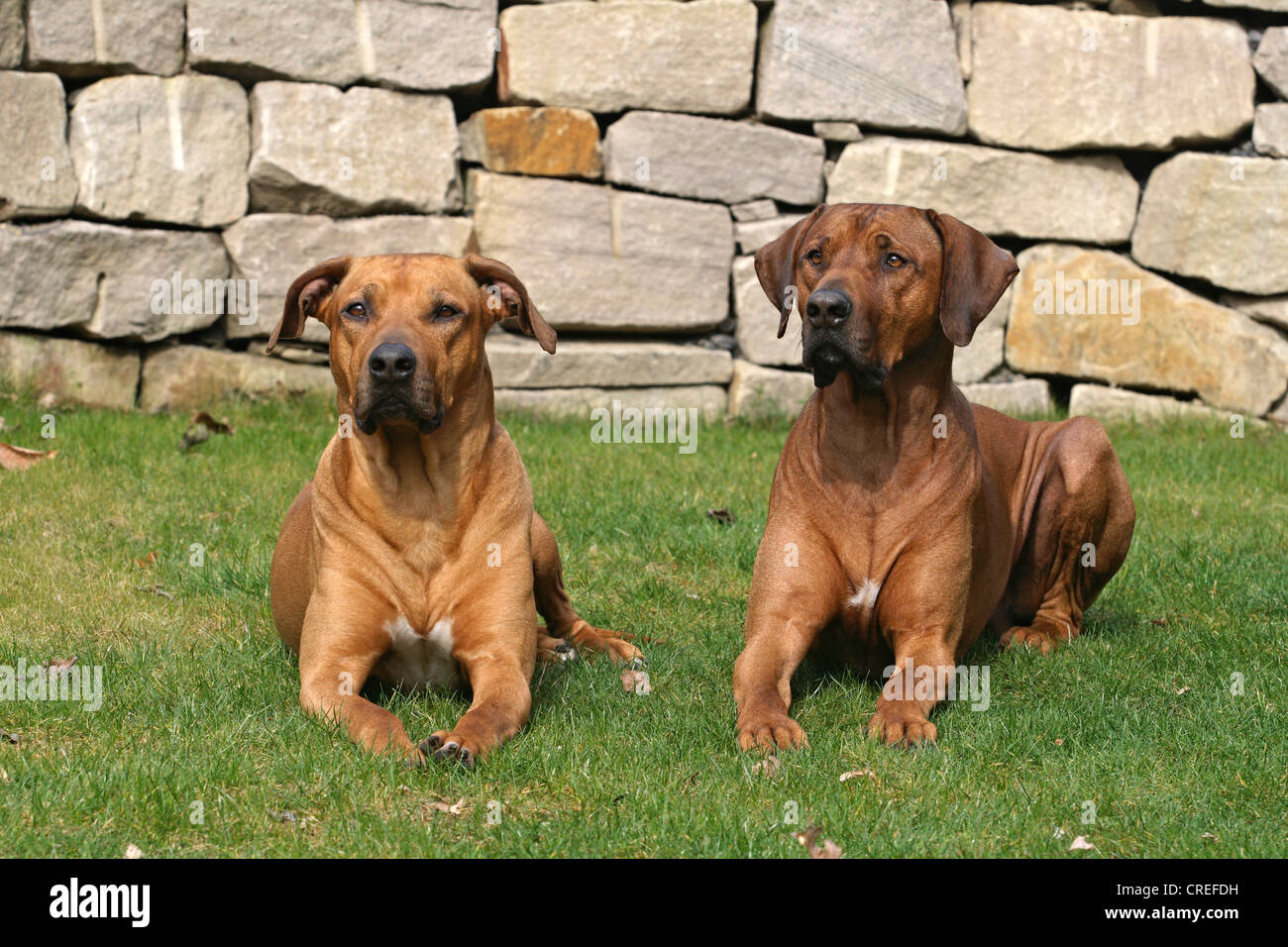 Rhodesian Ridgeback (Canis lupus f. familiaris), two males lying in ...