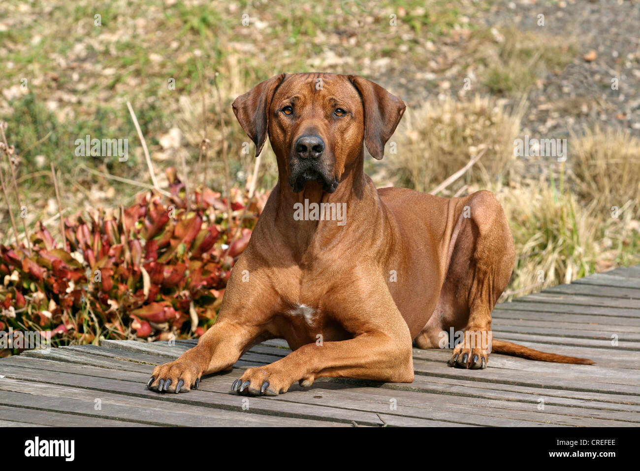 Rhodesian Ridgeback Male
