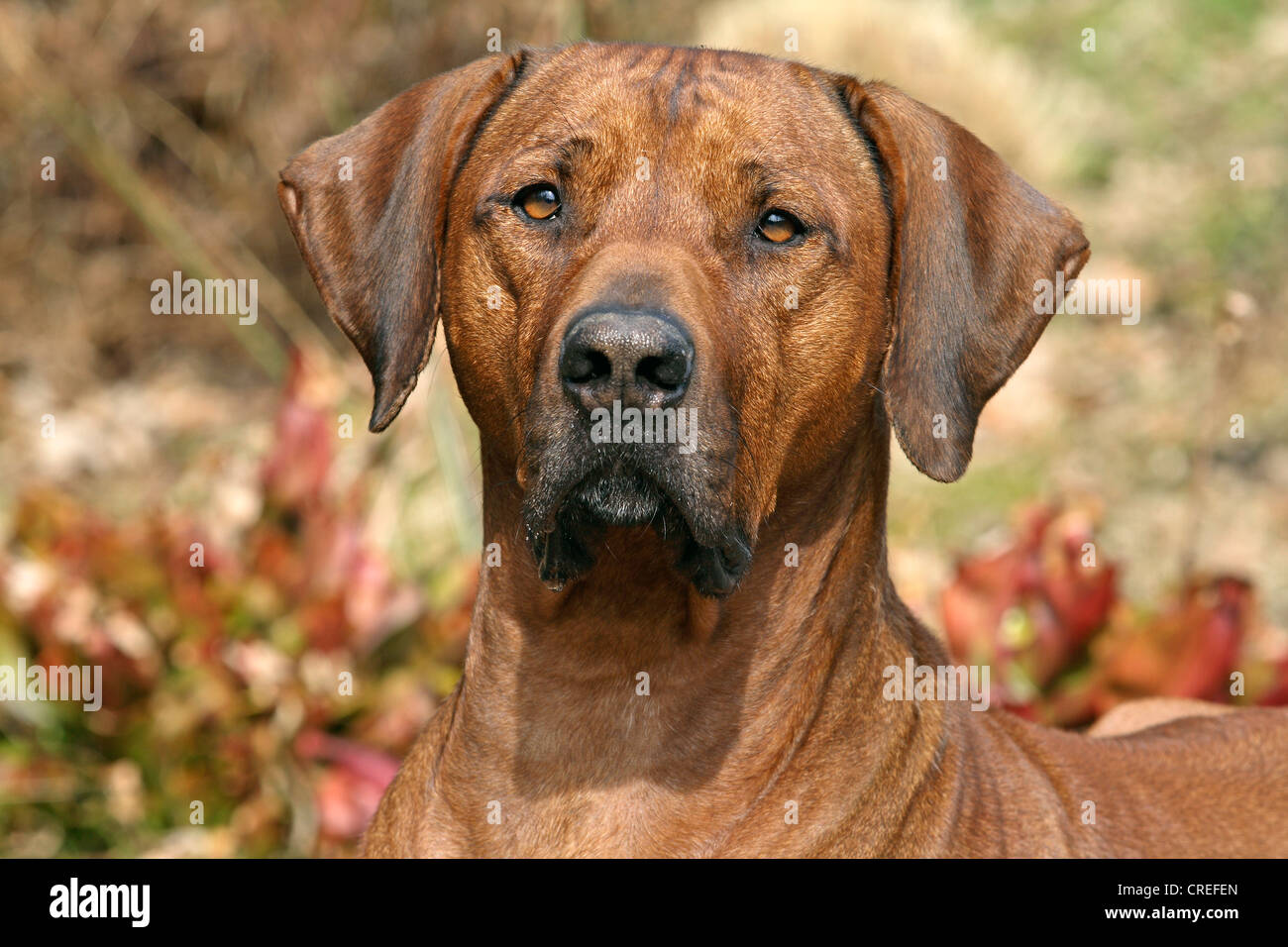 Rhodesian Ridgeback (Canis lupus f. familiaris), male, Portraet Stock ...