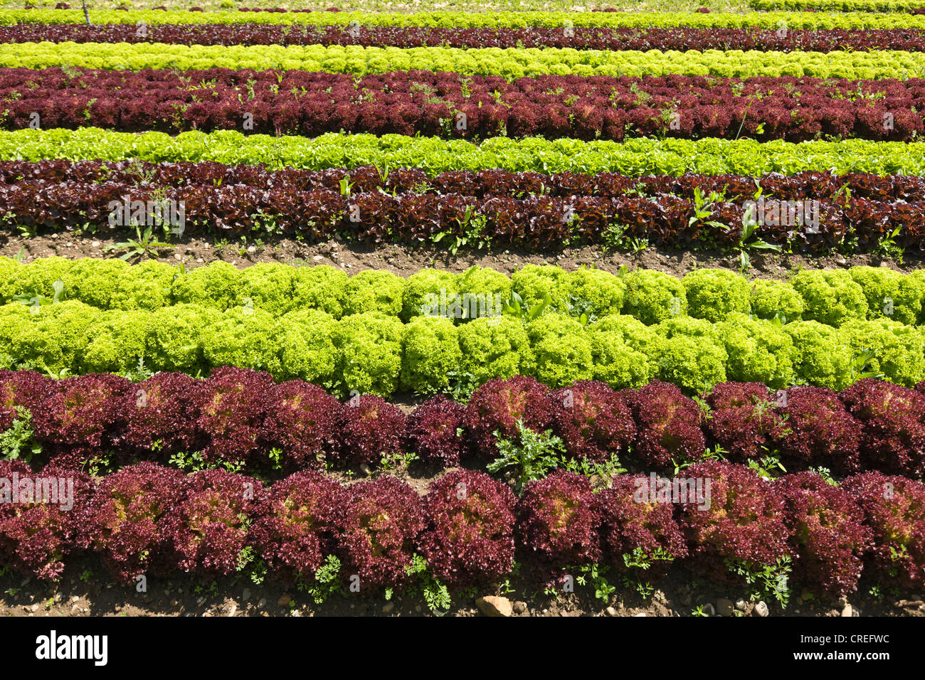 Lettuce plantations hi-res stock photography and images - Alamy