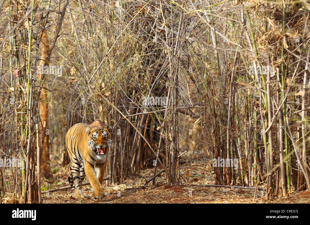 Angry tigeress snarling at photographer in Tadoba jungle, India Stock ...