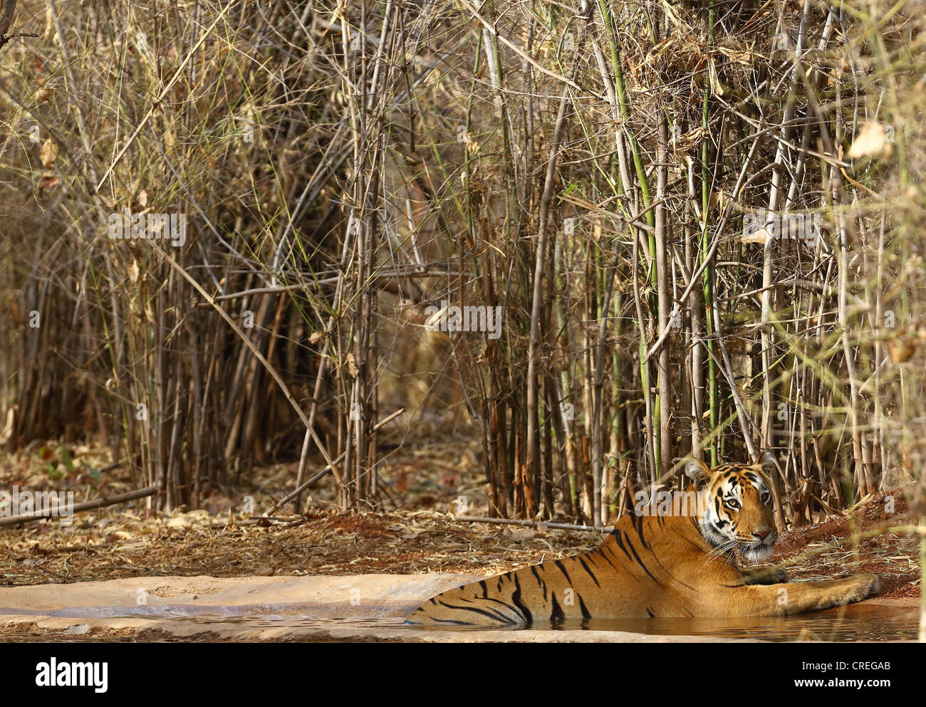Tiger cooling off in waterhole in Tadoba jungle, India Stock Photo - Alamy