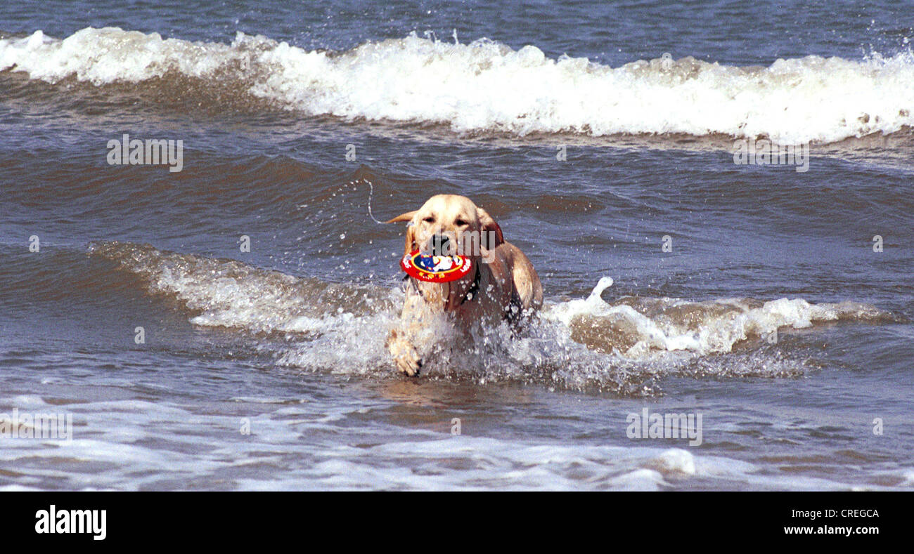 Dog playing in the sea, Texel, Texel, Netherlands Stock Photo - Alamy