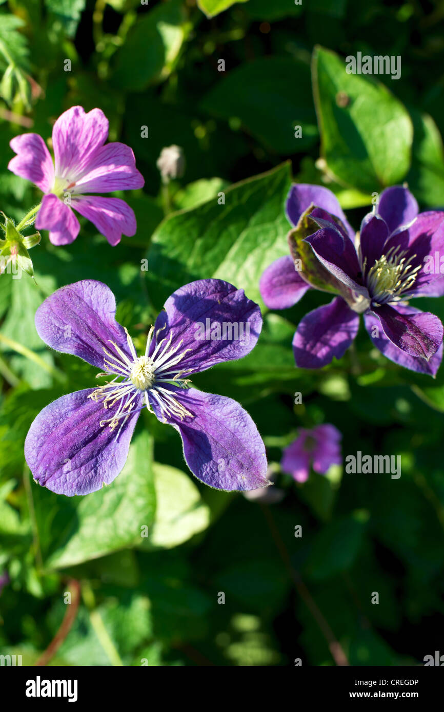 Non clinging clematis hi-res stock photography and images - Alamy