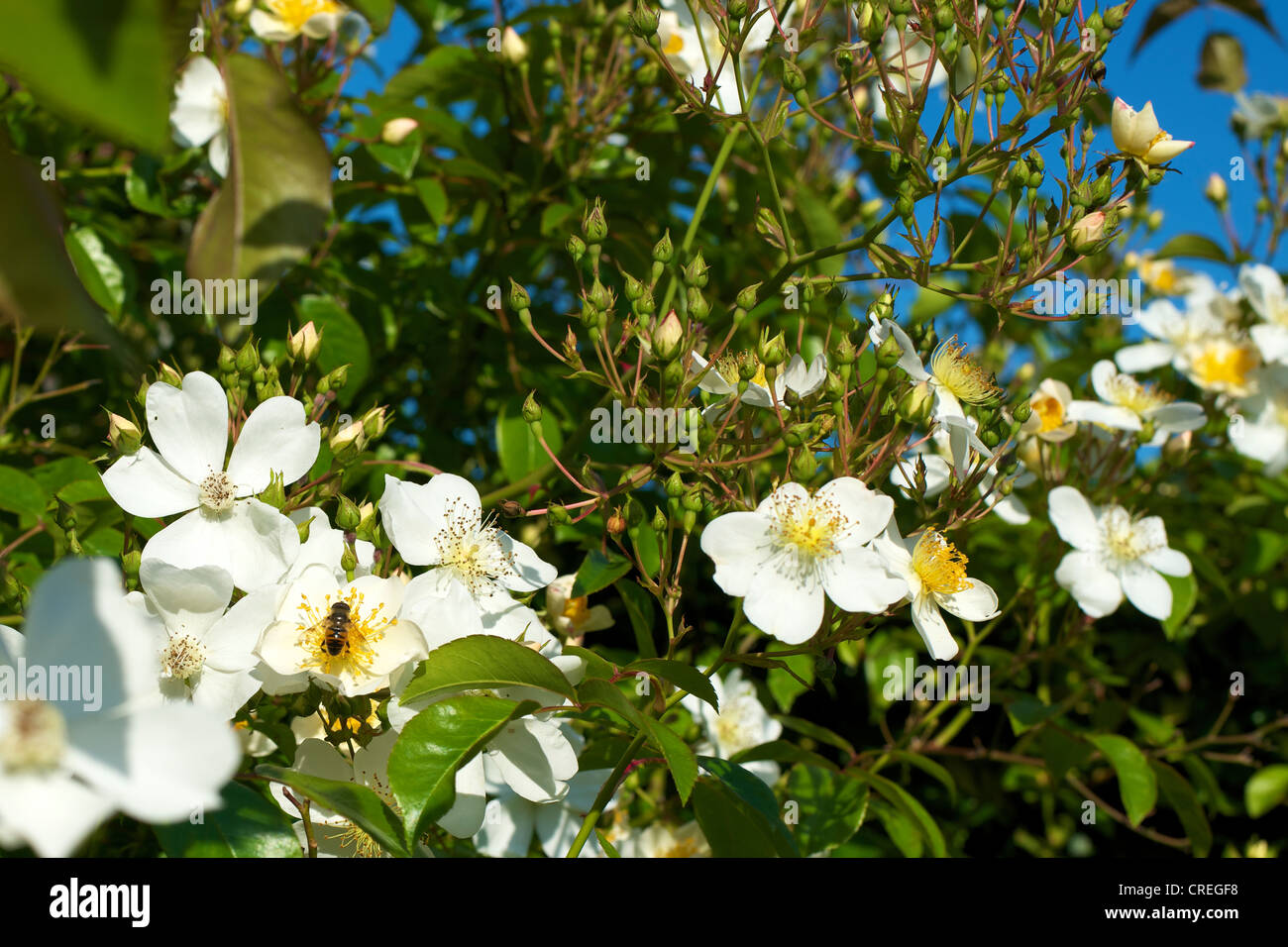 Kiftsgate rose hi-res stock photography and images - Alamy