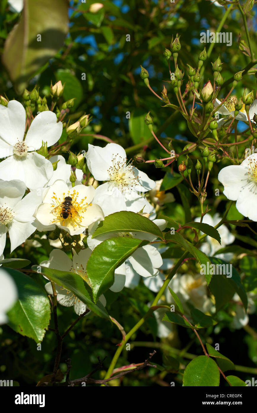 Rose rosa kiftsgate hi-res stock photography and images - Alamy