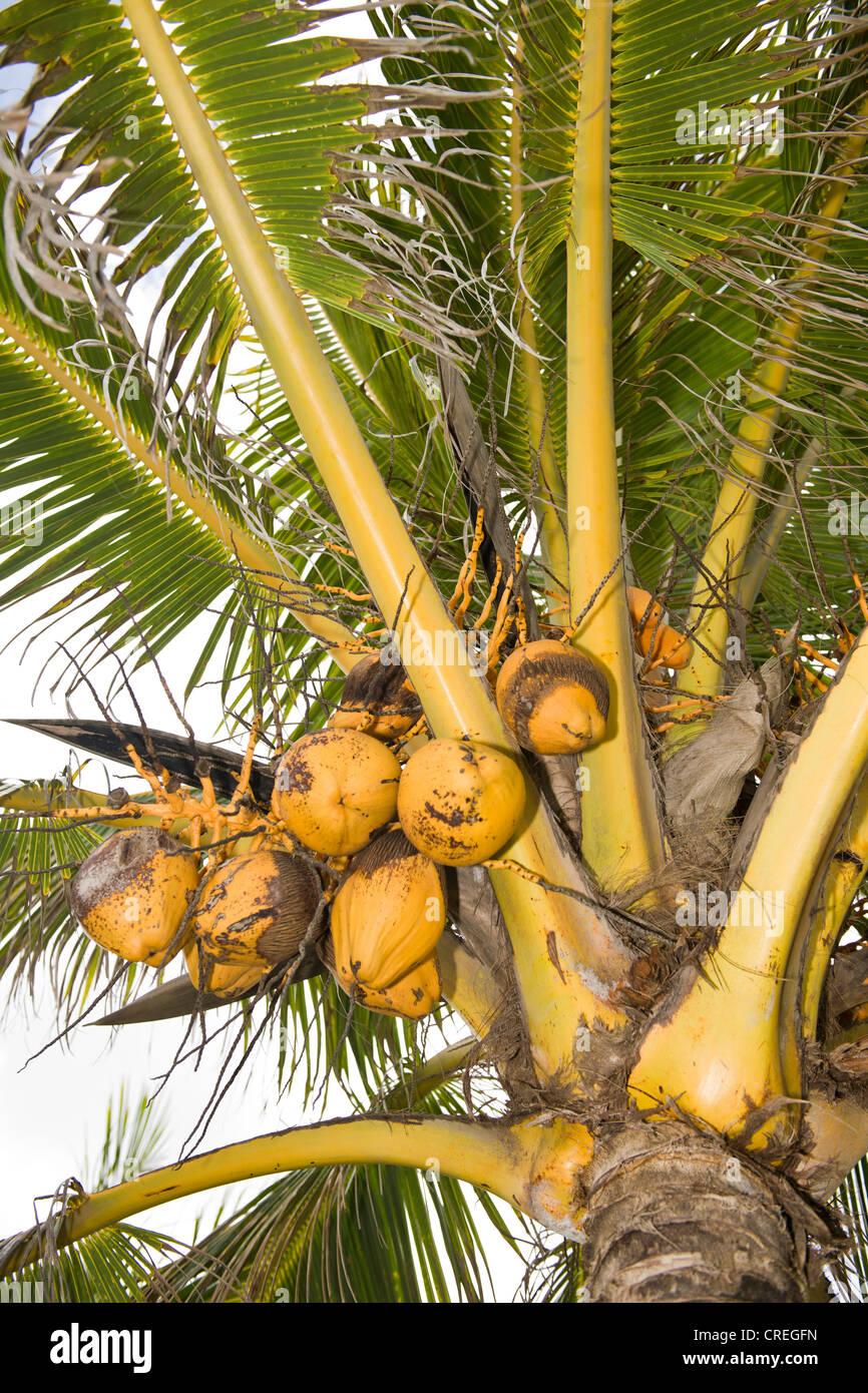 Coconuts on a Coconut Palm (Cocos nucifera), Nicaragua, Central America ...