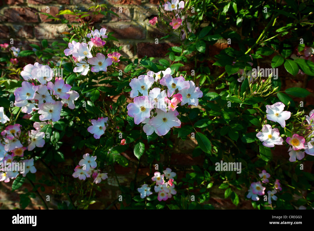 Rosa Rose Francis E Lester pink and white in flower on a garden wall in ...
