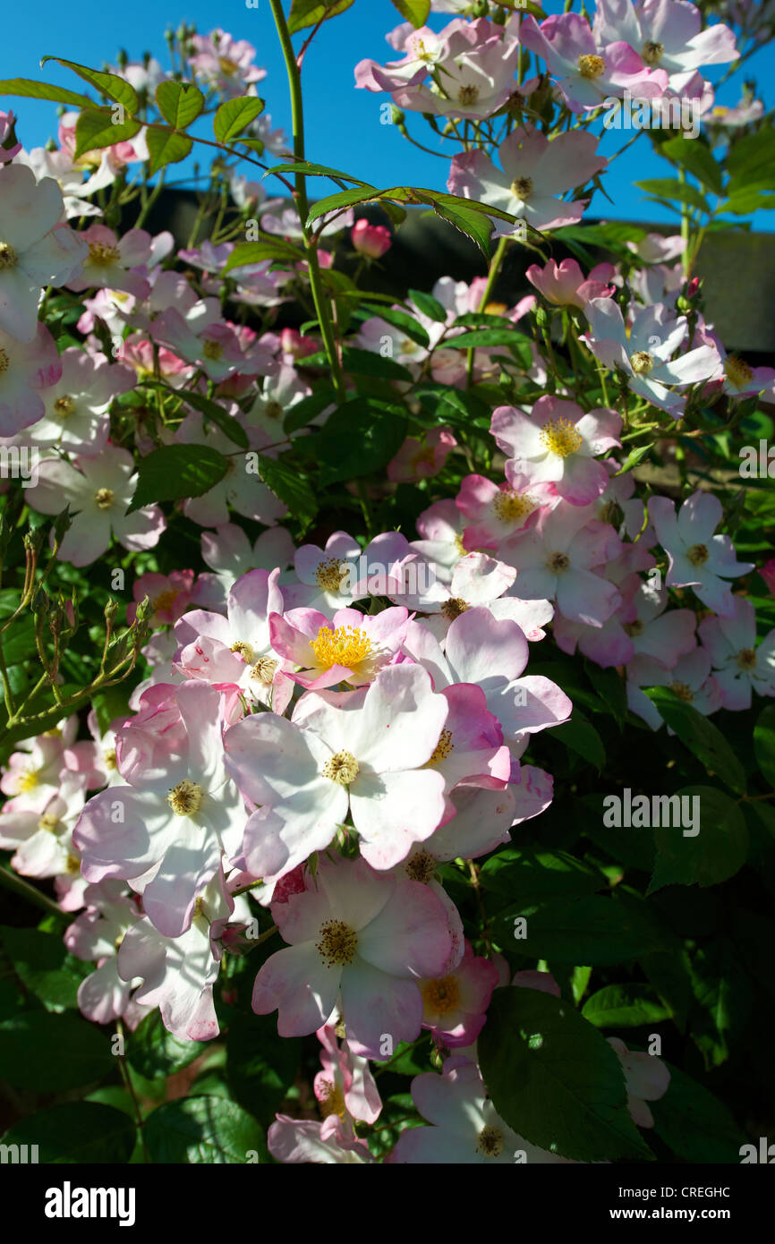 Rosa francis e lester hi-res stock photography and images - Alamy