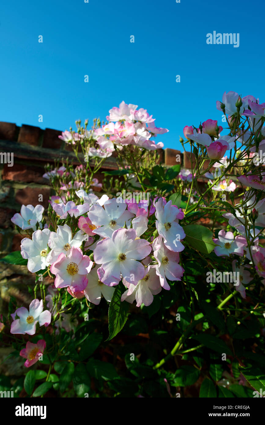 Francis lester rose hi-res stock photography and images - Alamy