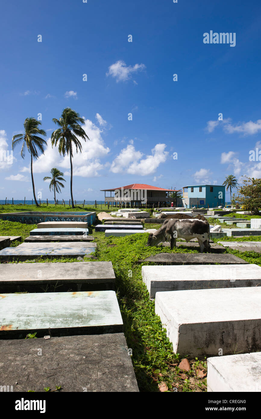 Cow grazing between graves in a cemetery, Big Corn Island, Caribbean ...
