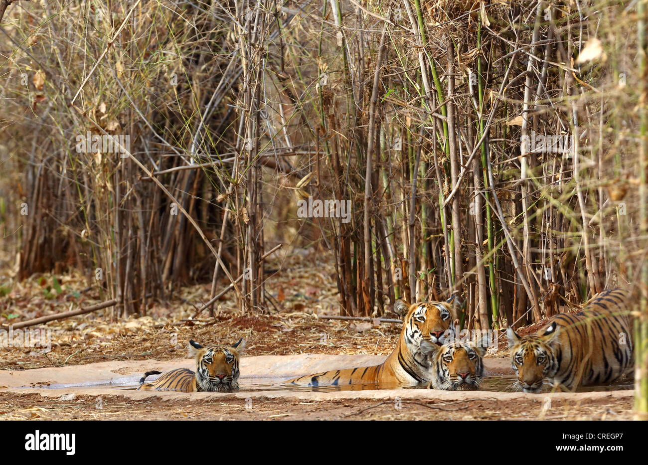 Tiger family of four with mother and three cubs cooling off in ...