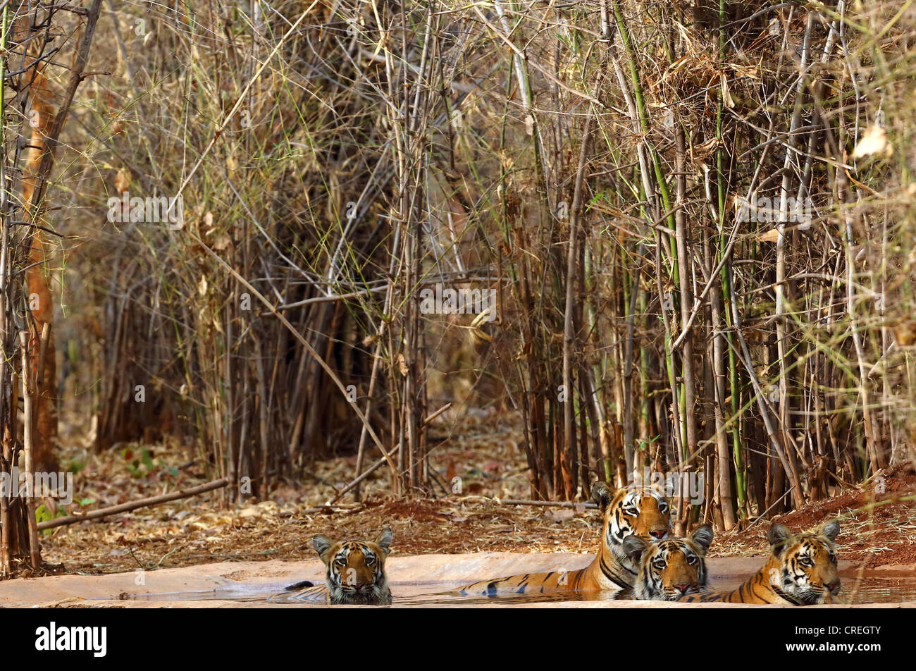 Tiger family of four with mother and three cubs cooling off in ...