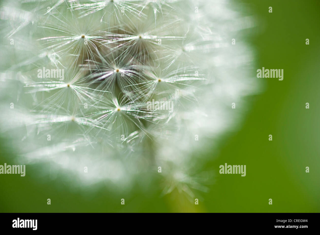 Fragile seed detail hi-res stock photography and images - Alamy