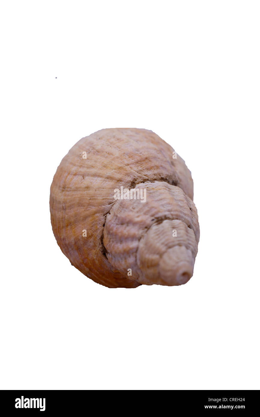 Whelk shell hi-res stock photography and images - Alamy