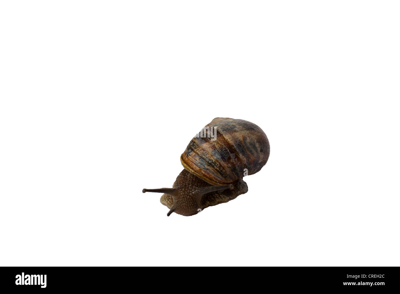 snail cut out Stock Photo - Alamy