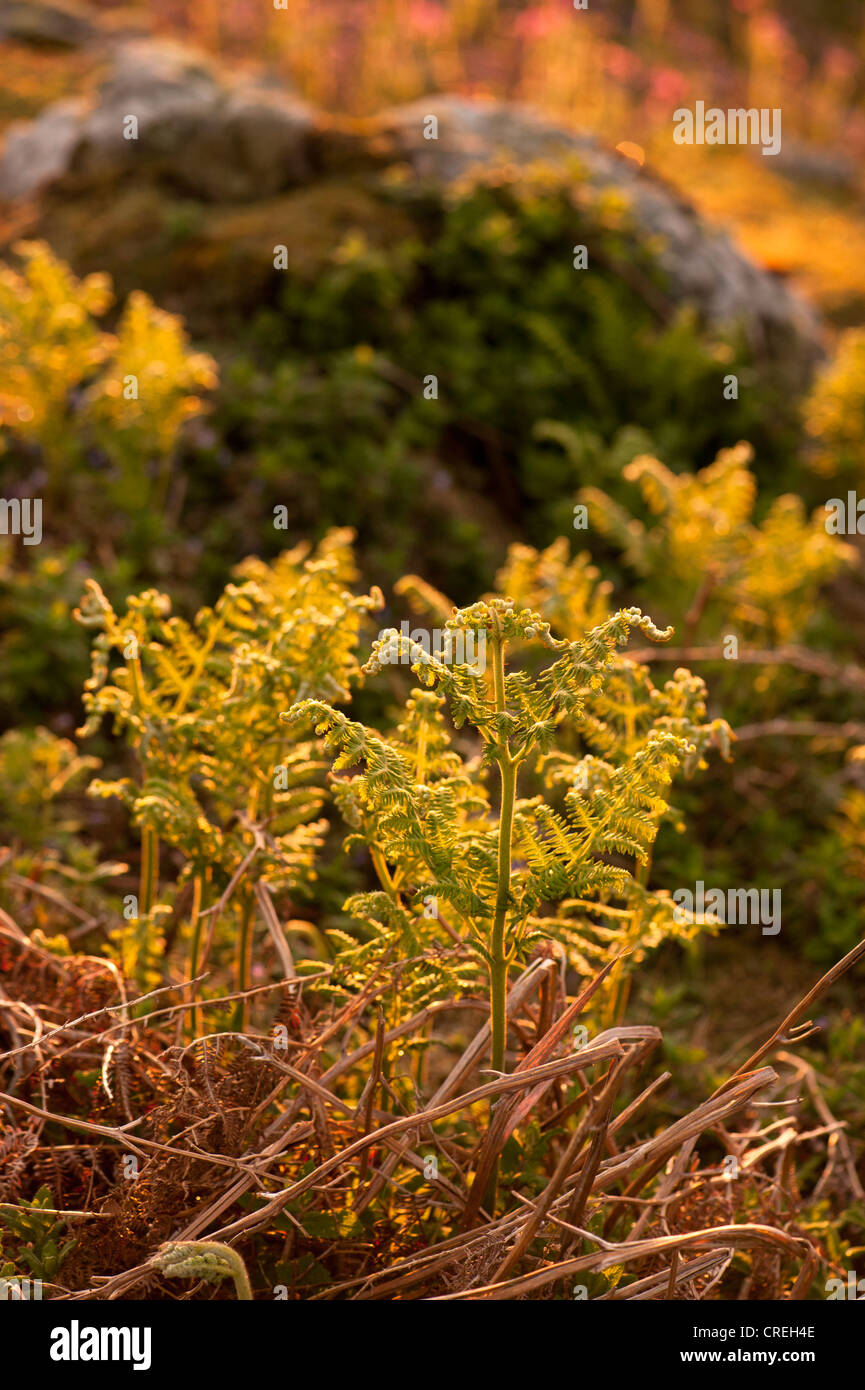 Bracken fern pteridium aquilinum leaf hi-res stock photography and ...