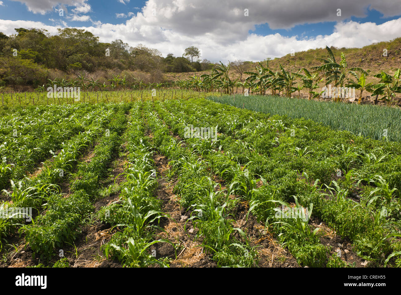 Mixed field corn beans hi-res stock photography and images - Alamy