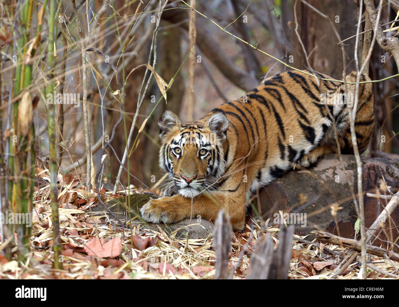 Tiger cub staring at photographer while sitting in awkward position on ...