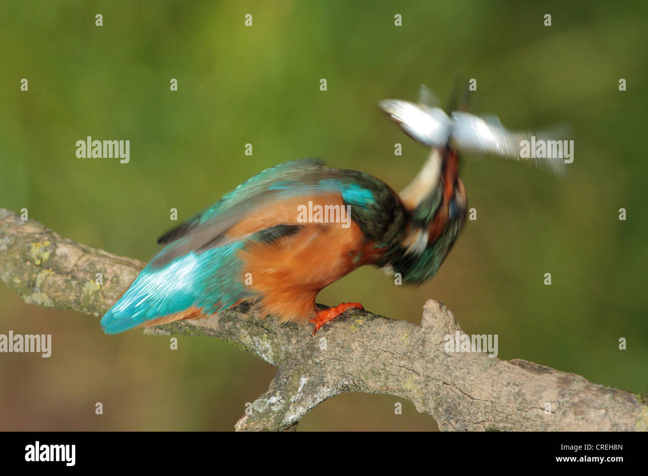 river kingfisher (Alcedo atthis), male killing prey by slapping it on ...