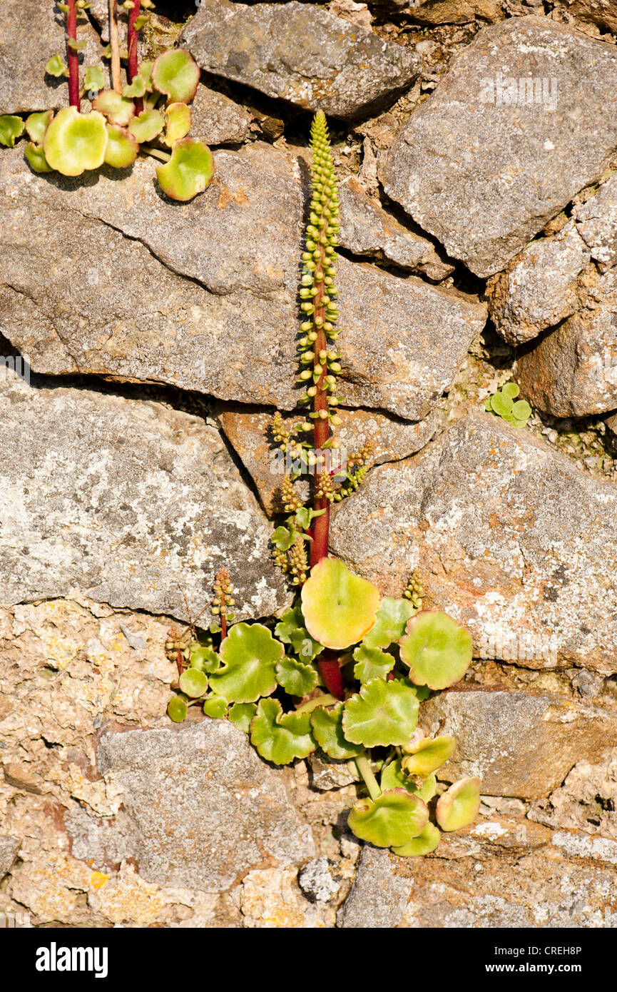 Umbilicus Rupestris Wall Pennywort Or Navelwort In Flower Stock Photo umbilicus-rupestris-wall-pennywort-or-navelwort-in-flower-stock-photo
